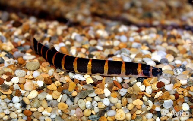 Акантафтальмус Кюля