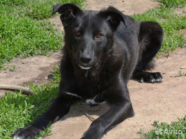 Пёс Жук, 1.5 года. На охрану