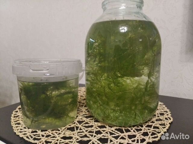 Аквариумные растения