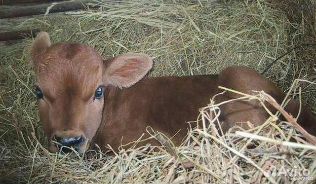 Продаётся бычок