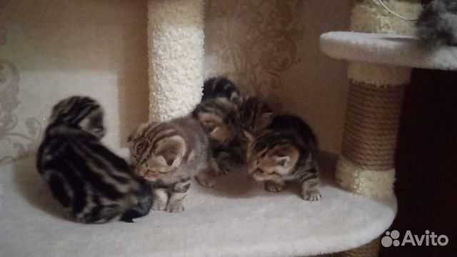 Шотландские мраморные котята