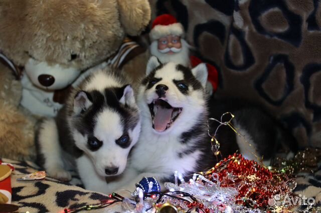 Красотули Хаски