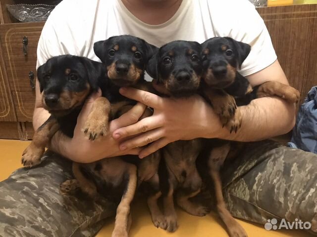 Продается ягдтерьер