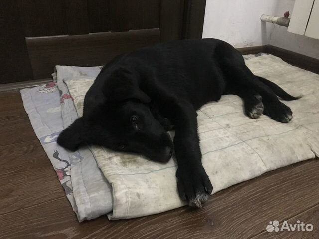 Найден щенок девочка на новом поселении