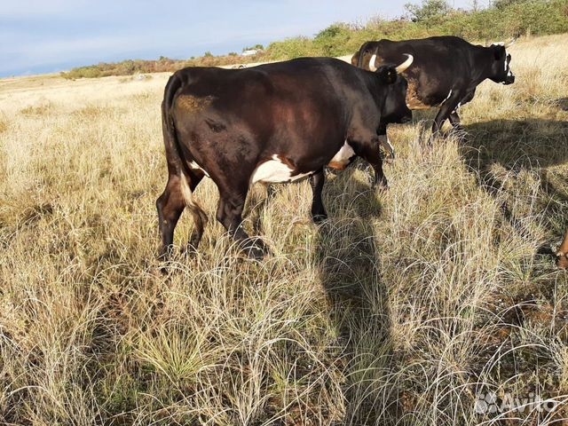 Коровы дойные молочные