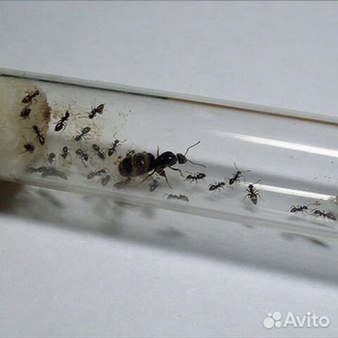 Муравьи lasius niger лазиус нигер и жнецы