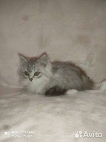 Котятки породистые ищут дом