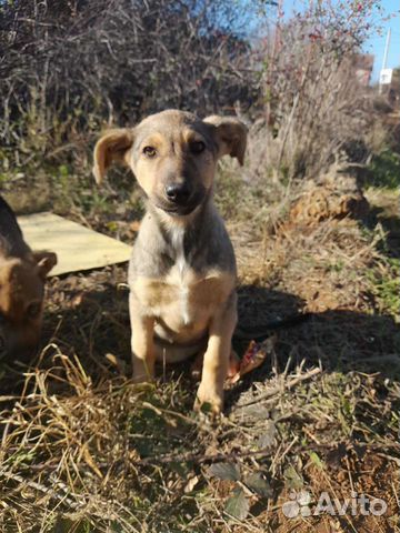 Щенки милахи