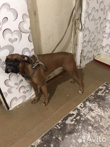 Боксер собака