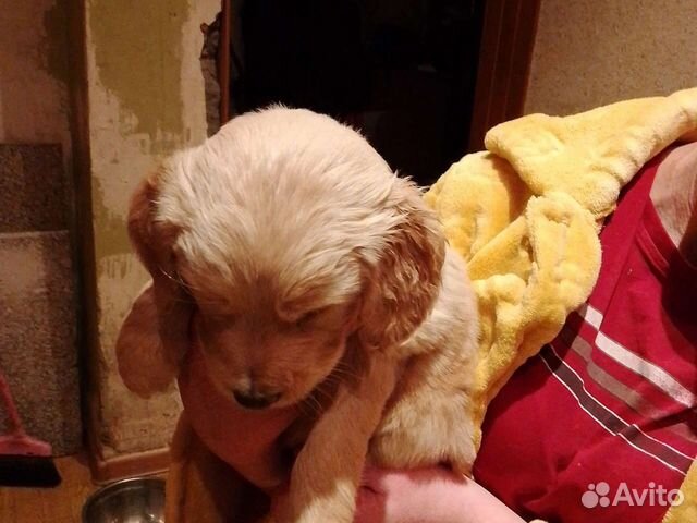 Щенок ретривера