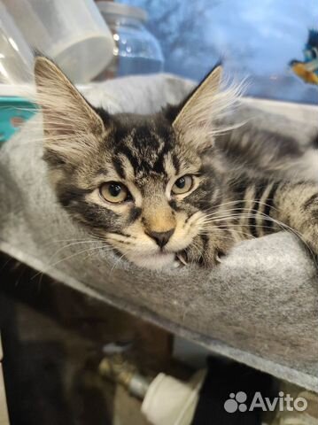Продаётся котёнок - девочка