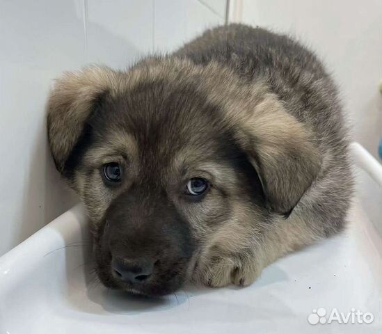 Щенок мальчик в добрые руки