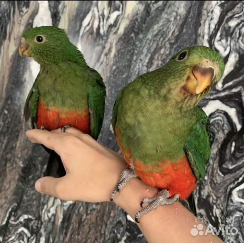 Попугай королевский