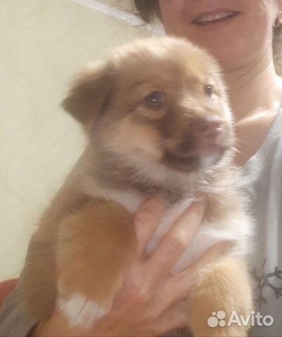 Красивая щенулька Злата 2 месяца с доставкой