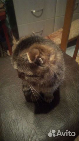 Найден котёнок видно что домашний. Ленина Достоевс