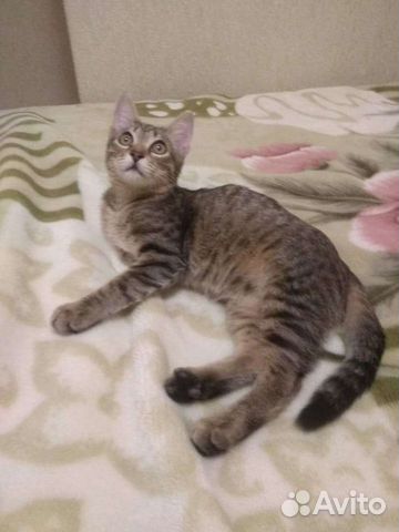 Котёнок Елисей