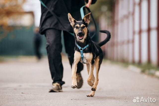 Веселая, добрая, ласковая, контактная Сильвия