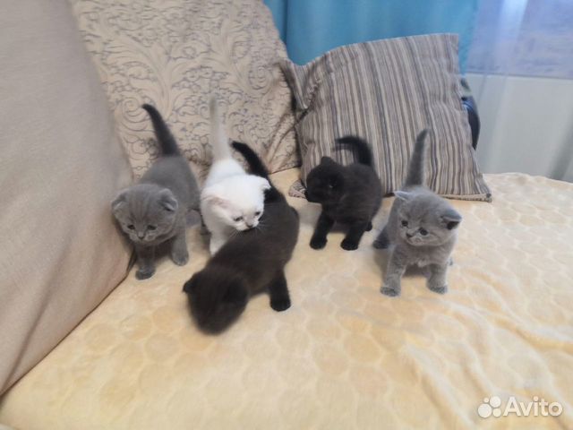 Шотландские вислоухие и прямоухие котята