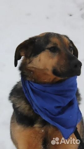 Ласковый и воспитанный Давид, отдам