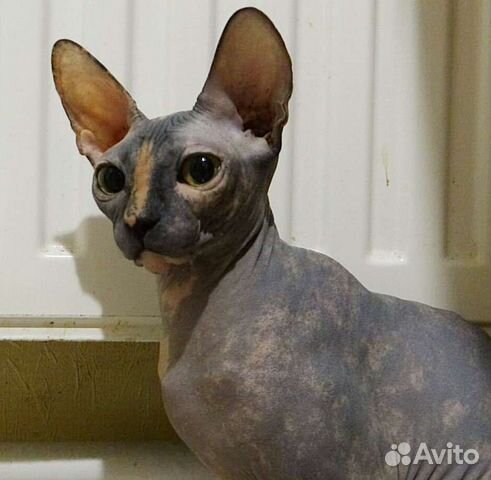 Кошечка канадочка