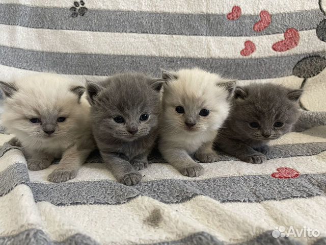 Британские котята