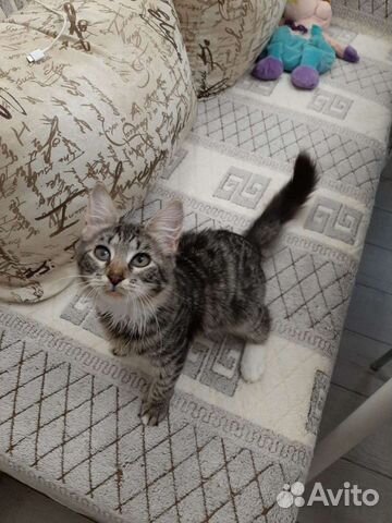 Кошечка (котенок) 3,5 мес, в самые добрые руки