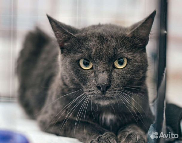 Кошечка Шеба