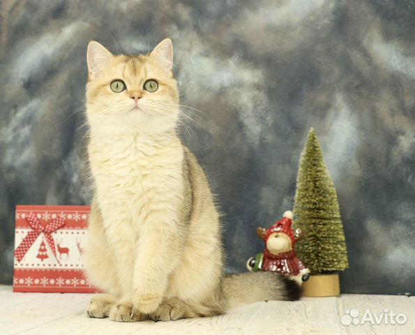 Шикарная кошечка золотая шиншилла