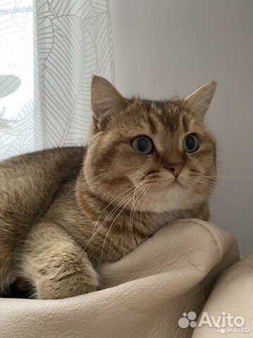 Кот британская золотая шиншилла