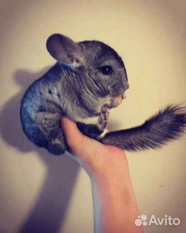 Шиншилла