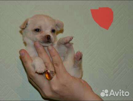 Крошка на ладошке