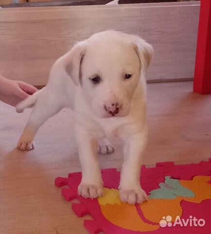 В добрые руки щенки