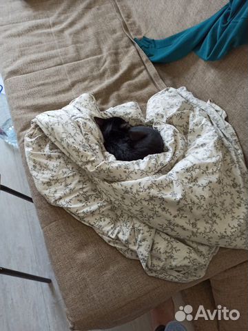 Отдам кота в добрые руки