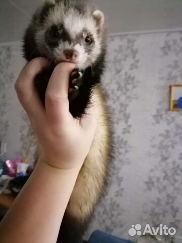 Домашний хорек