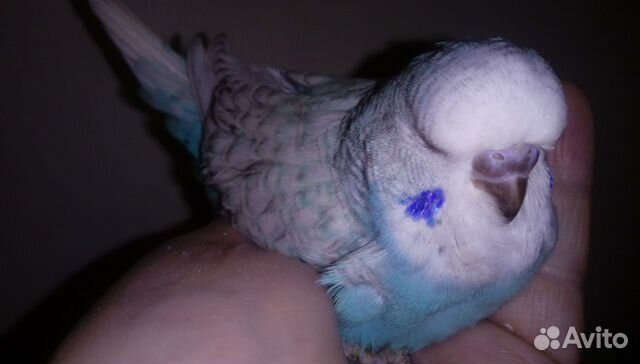 Птенчик из гнезда, ввп,чех