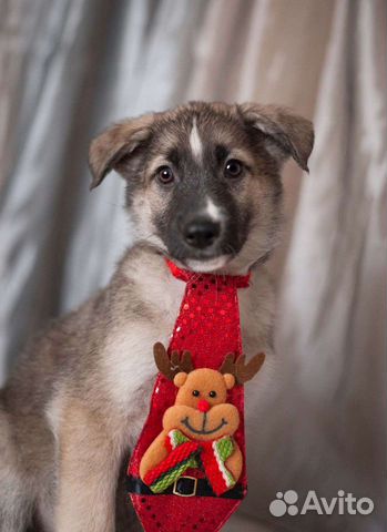 Щеночек Купер