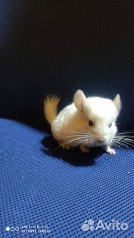 Шиншилла-мальчик