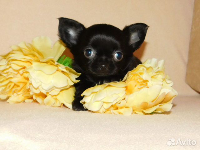 Пушистый очаровательный мальчик чихуахуа