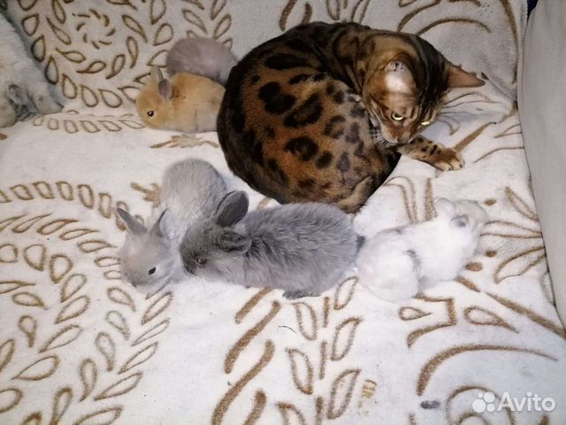 Крольчата декоративные малыши