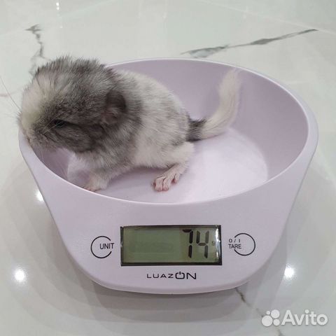 Шиншилленок Белый Вильсона девочка 2 мес