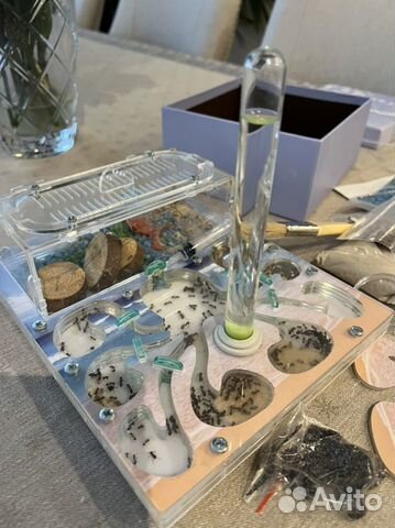 Муравьиная ферма с муравьями