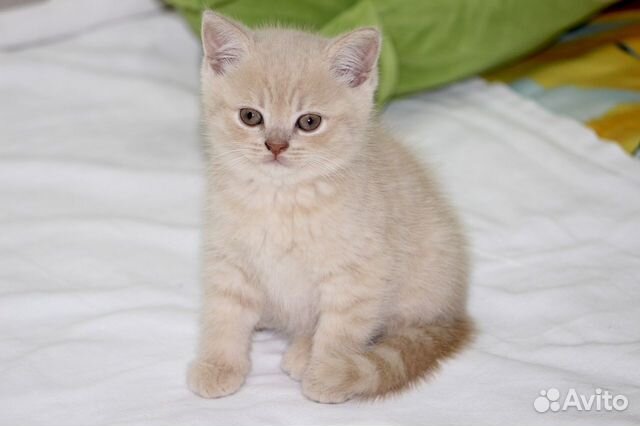 Британские котята