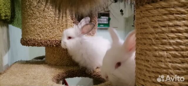 Немецкая Ангора