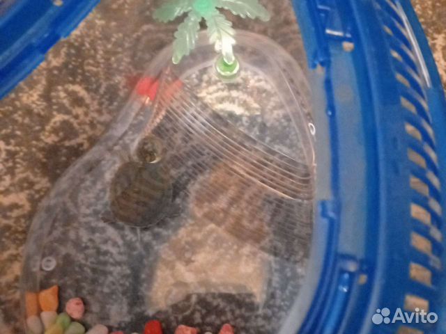 Продается черепаха водяной