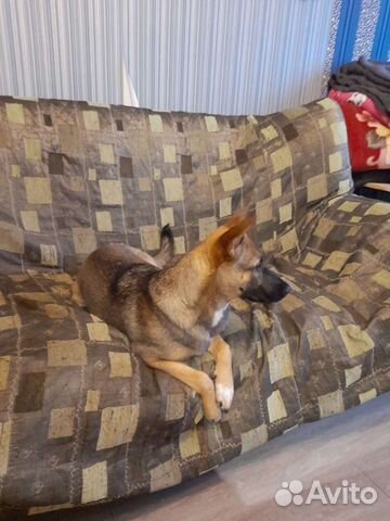 Ласковая Ляля ищет мам-пап