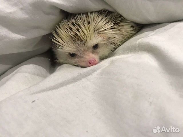 Нужна жена ежу