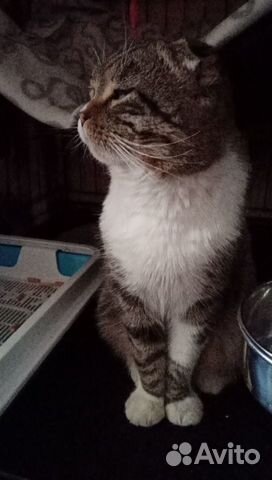 Бездомный вислоухий кот