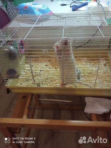 Крыса альбинос с клеткой