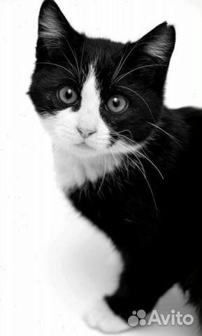 Красивый котик Кристиан