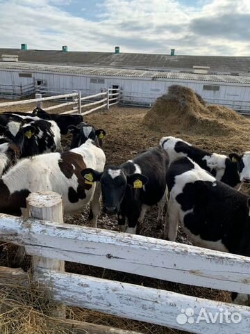 Телята бычки